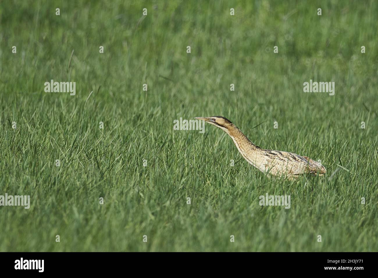 Common bittern, Botaurus stellaris Stock Photo - Alamy