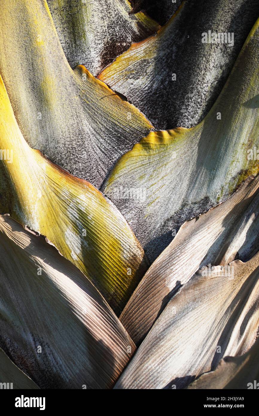Palm tree close-up. Trunk texture. Braided pattern of palm tree trank ...