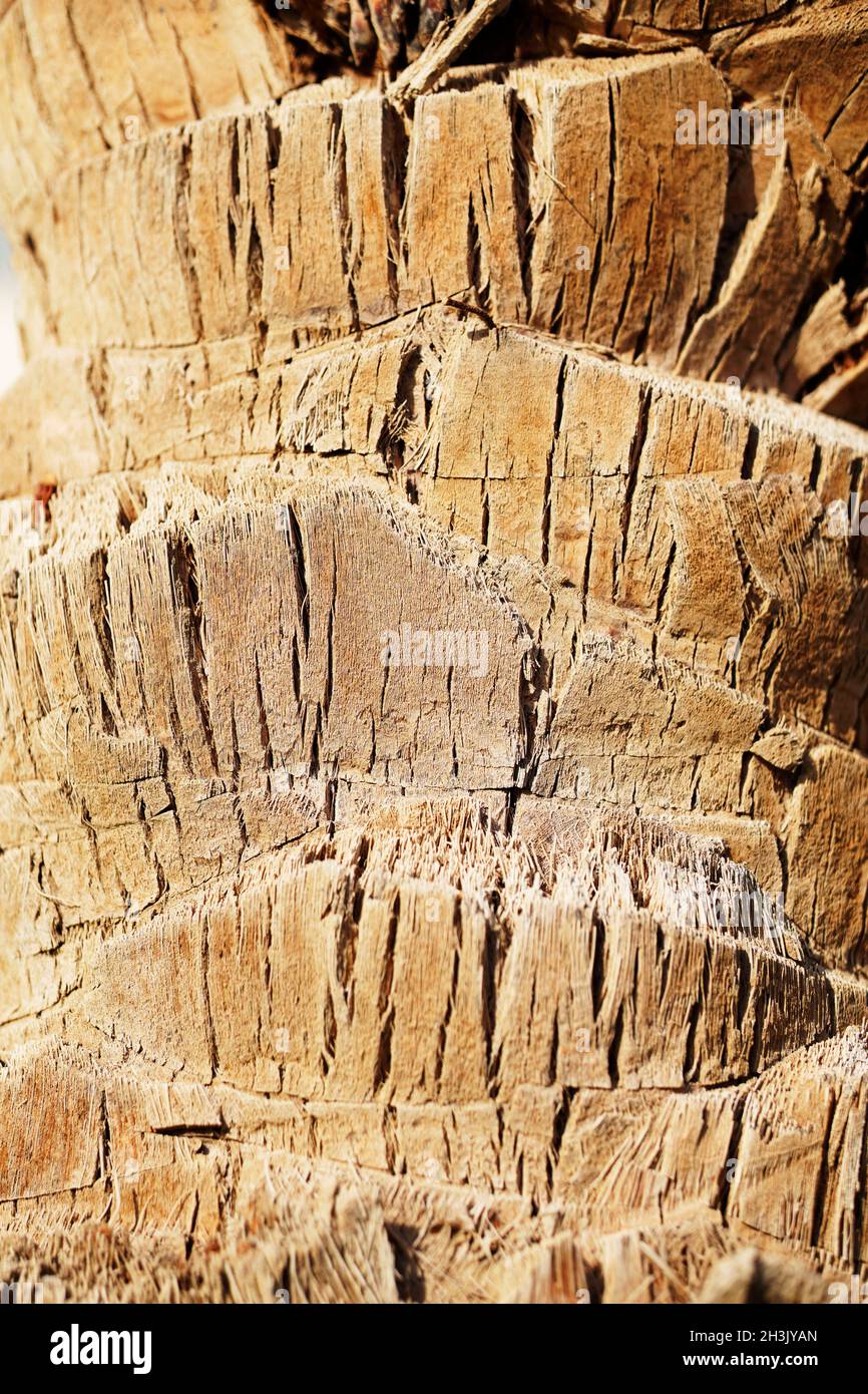 Braided trunk hi-res stock photography and images - Alamy