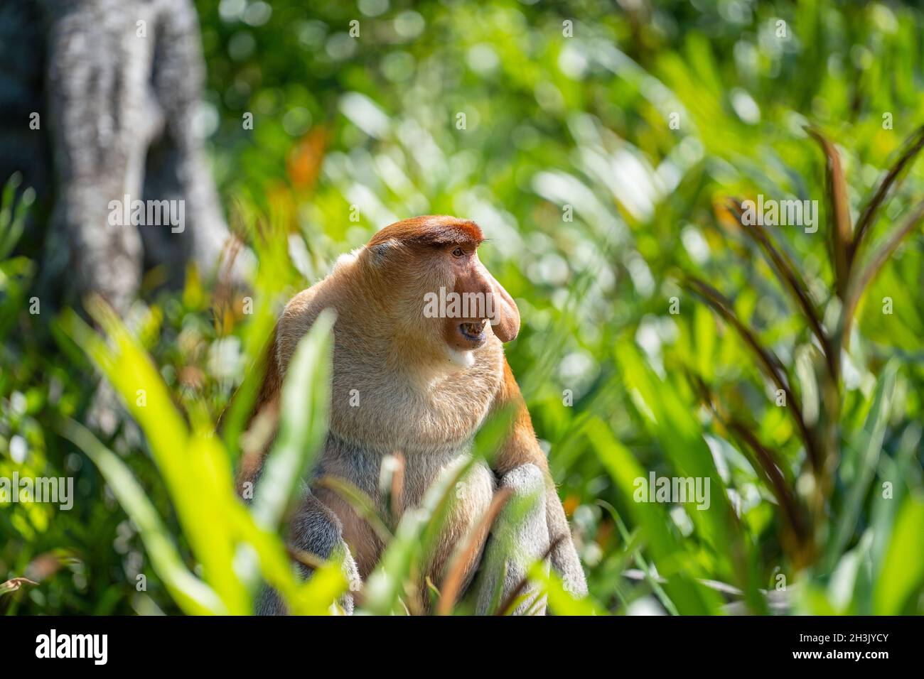 Portrait of male wild Proboscis monkey or Nasalis larvatus or Dutch ...