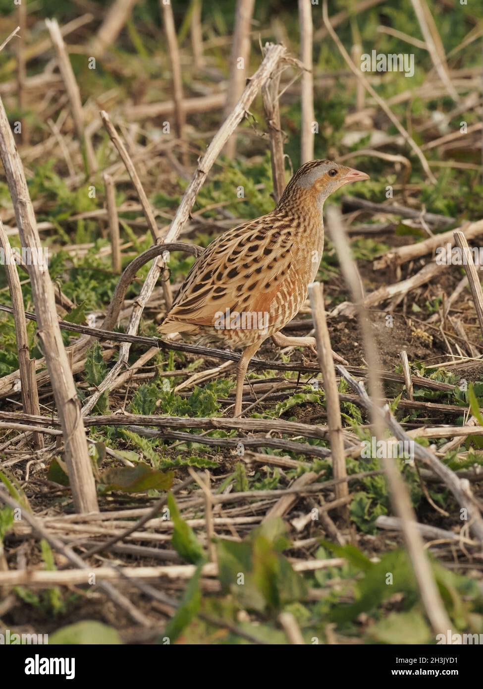 corncrake are a migratory bird that have massively declined in the ...