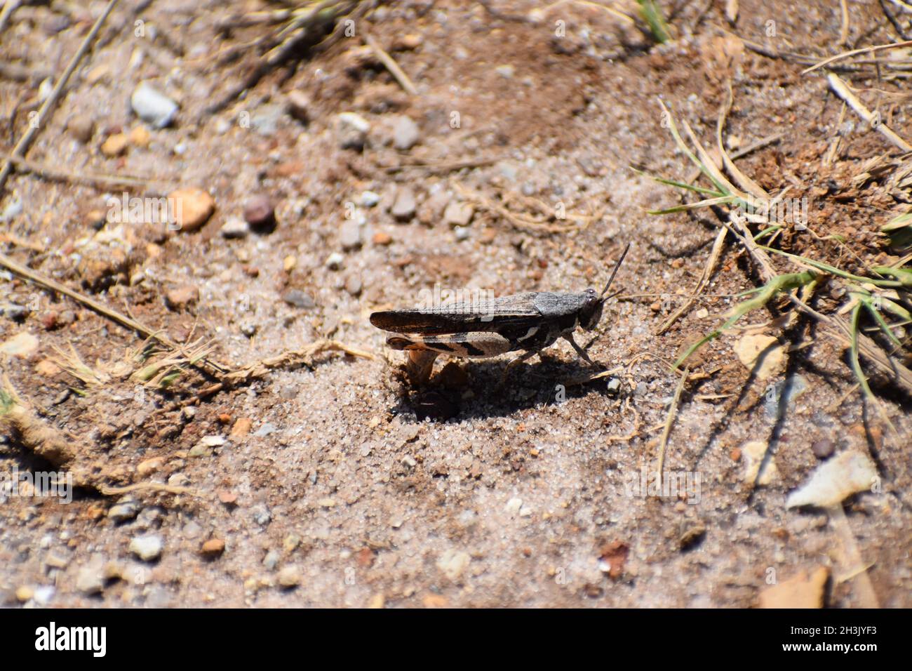 Female Grasshopper laying eggs Stock Photo - Alamy