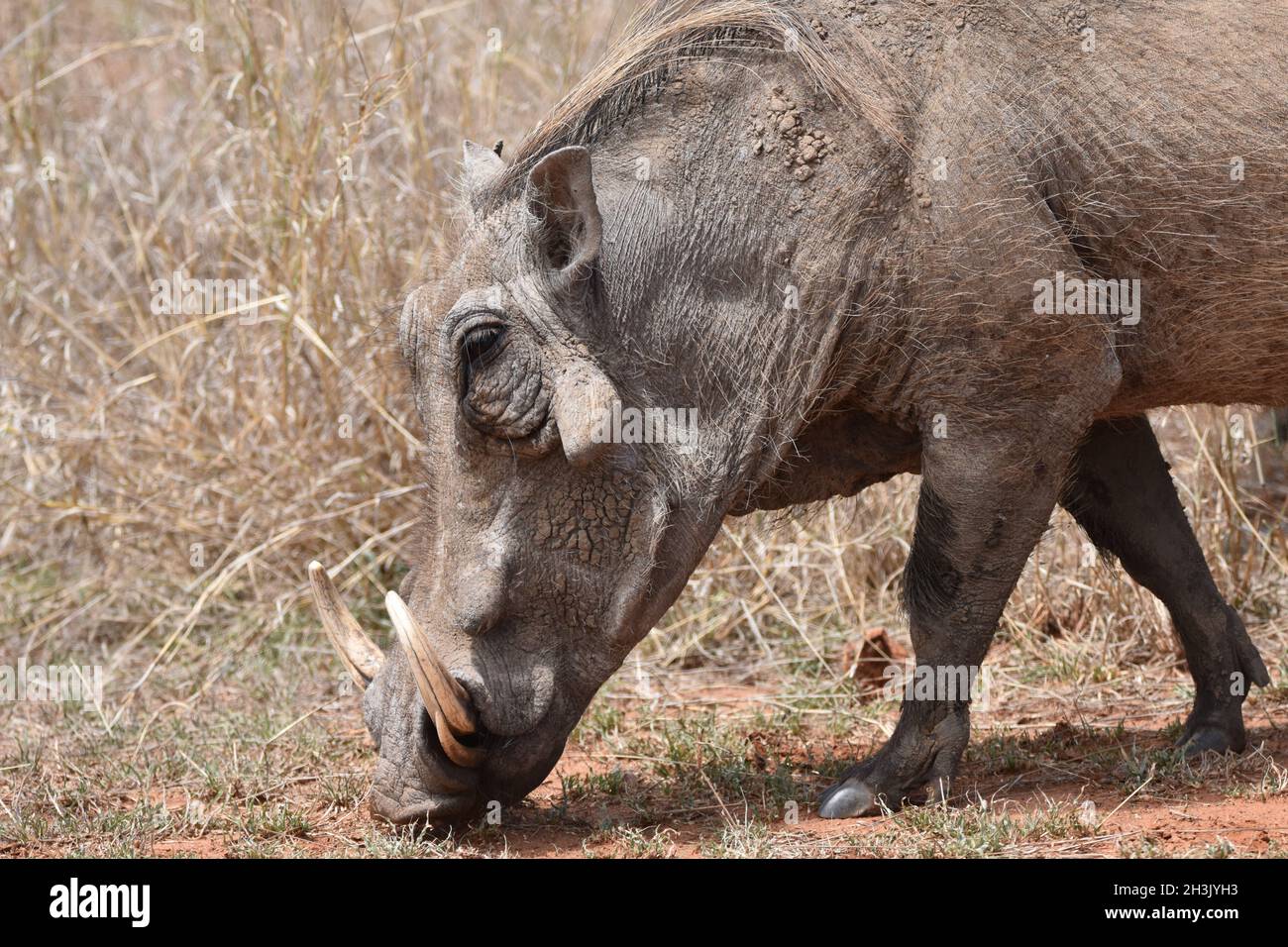 Black and white warthog hi-res stock photography and images - Alamy