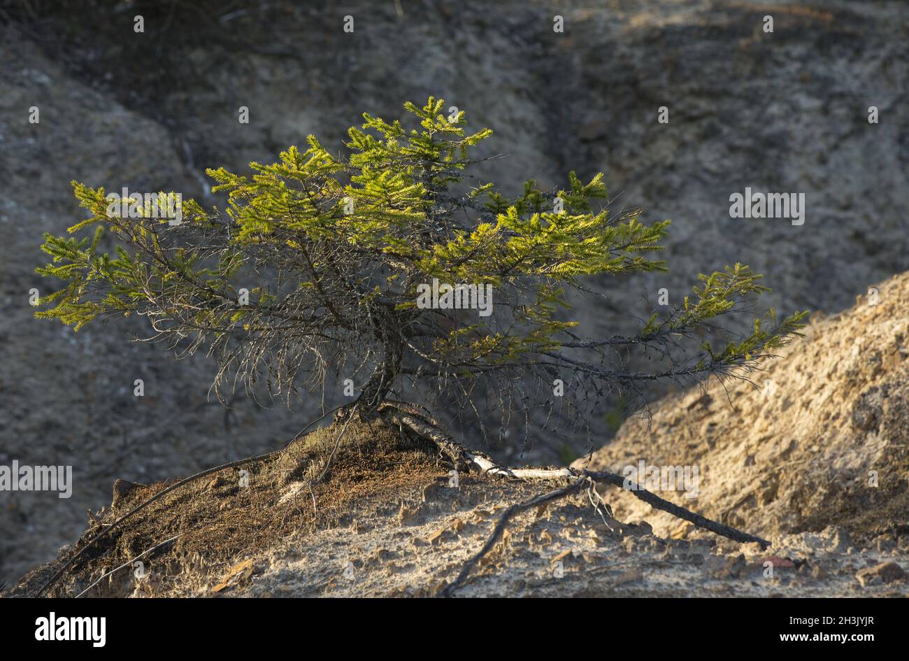 Tree leaves swinging on wind hi-res stock photography and images - Alamy