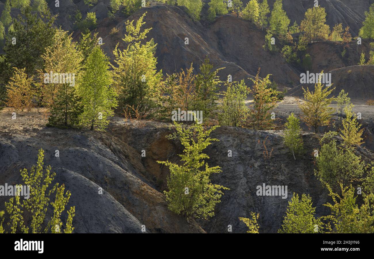 Spring Trees on Sand Hills in the Abandoned Quarry Stock Photo - Alamy