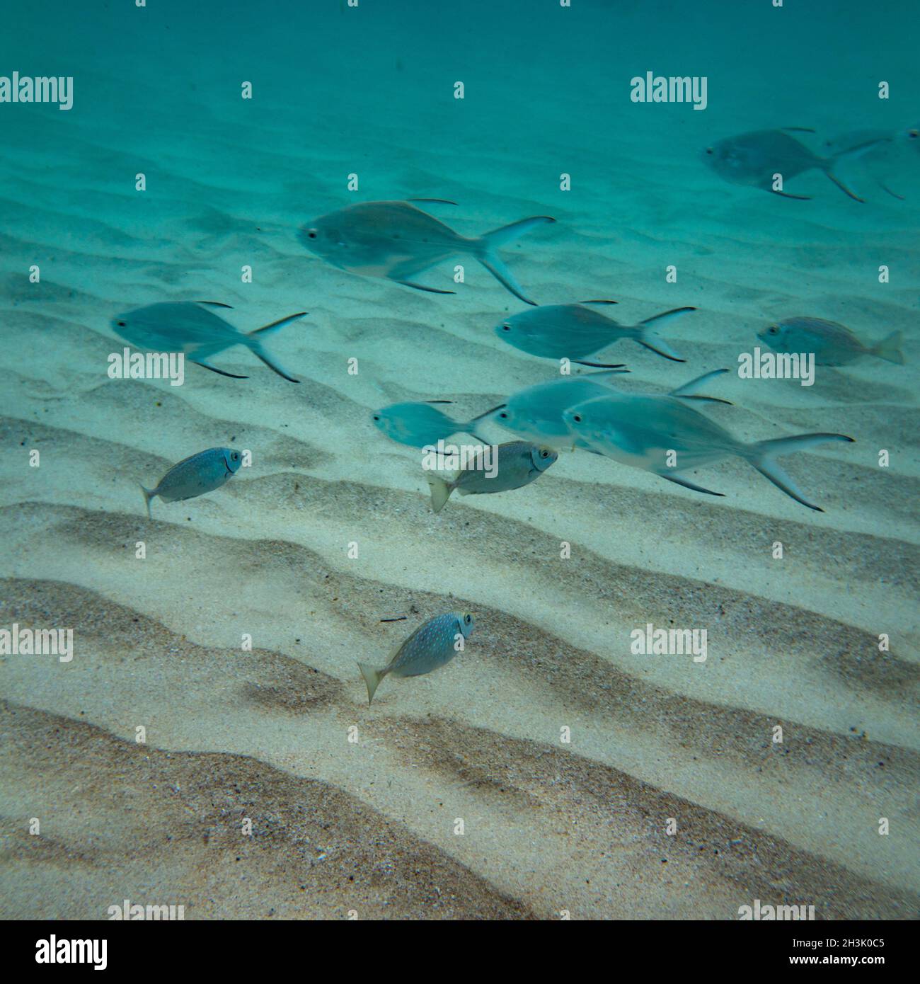 Underwater world landscape Stock Photo - Alamy