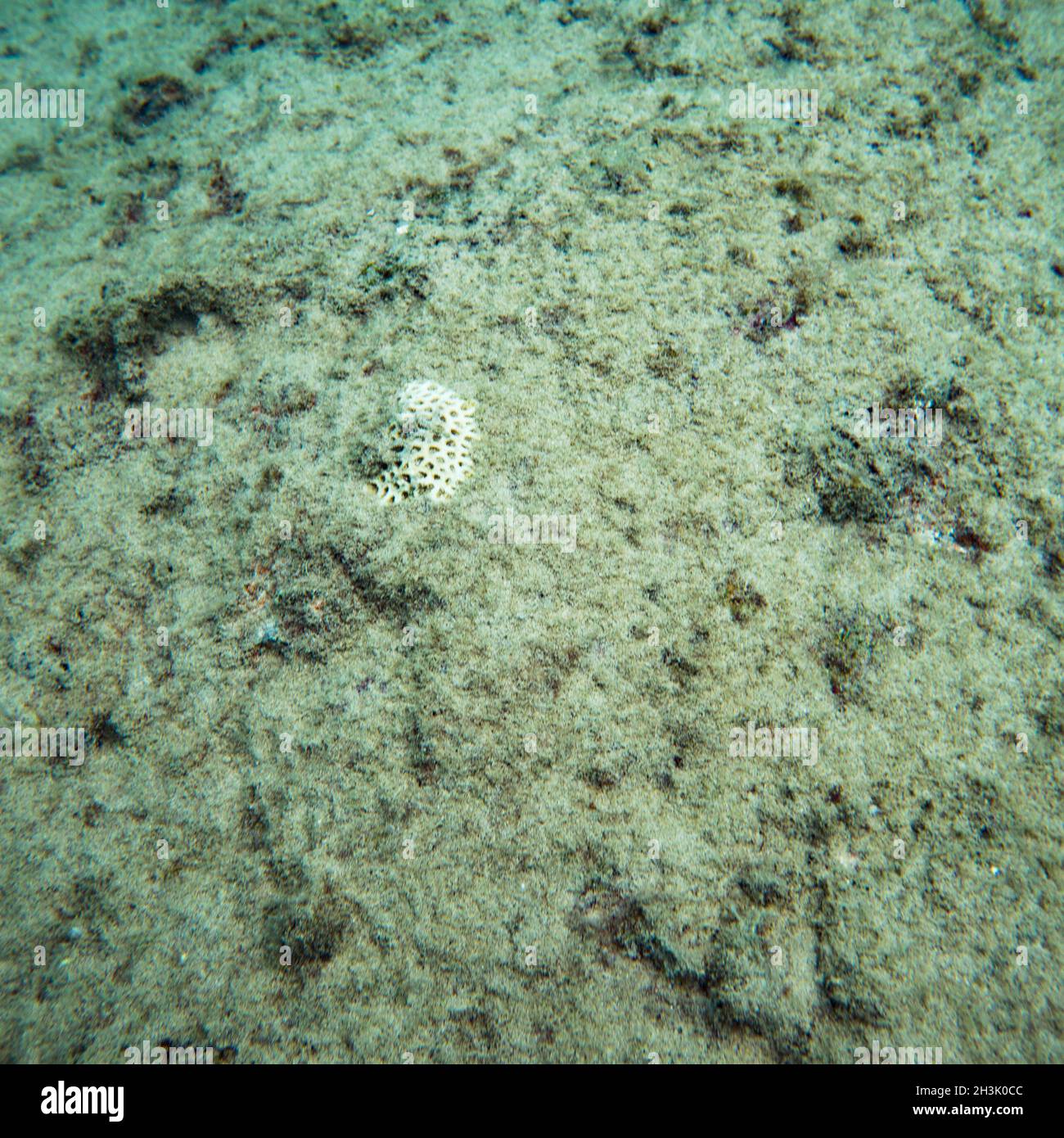 Underwater world landscape Stock Photo - Alamy