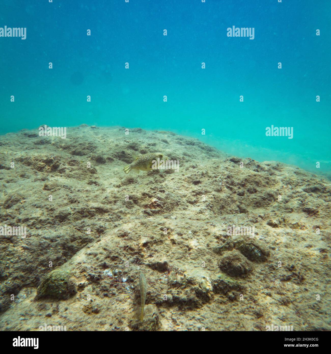 Underwater world landscape Stock Photo - Alamy