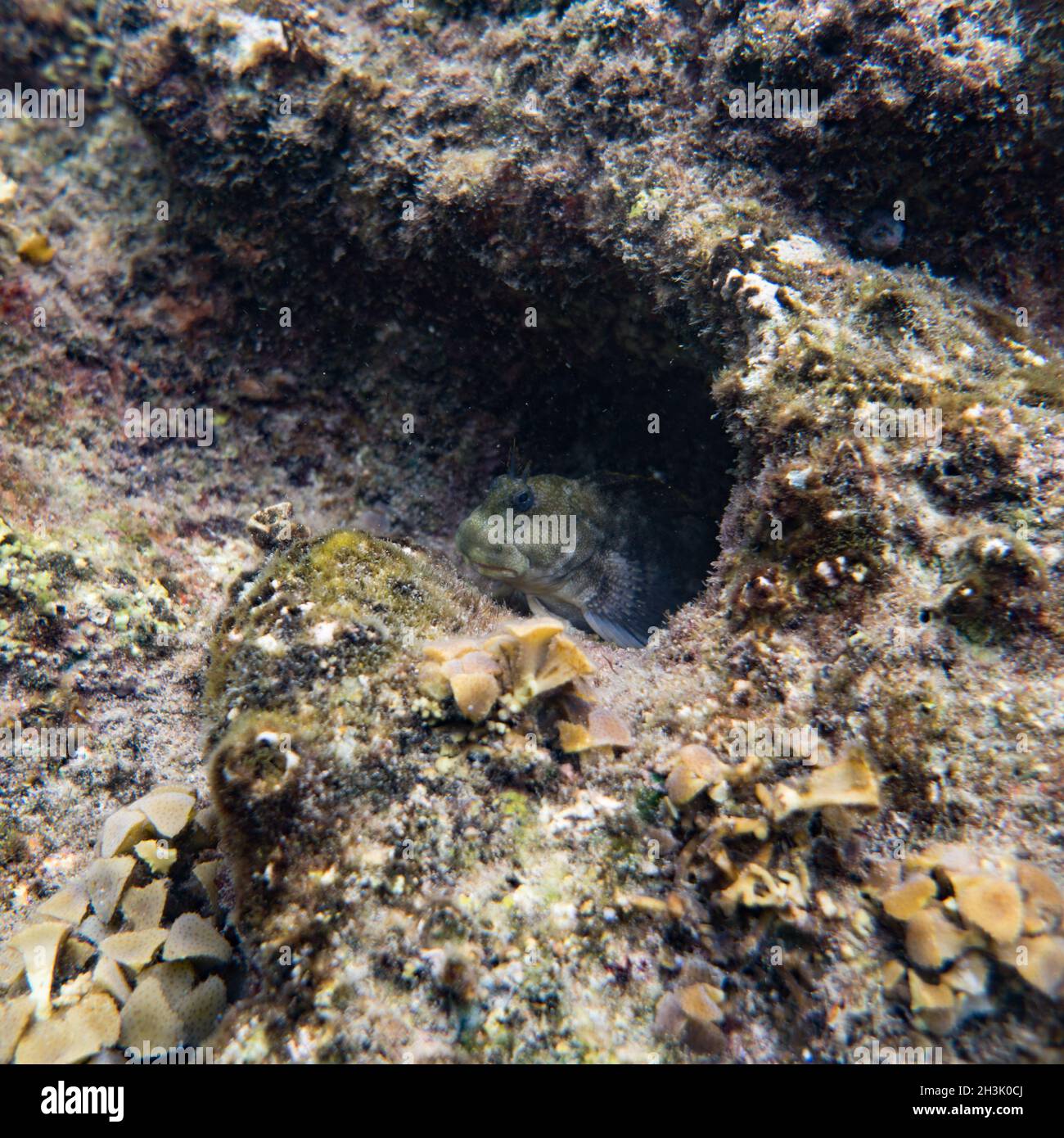 Underwater scene tropical fish background hi-res stock photography and ...