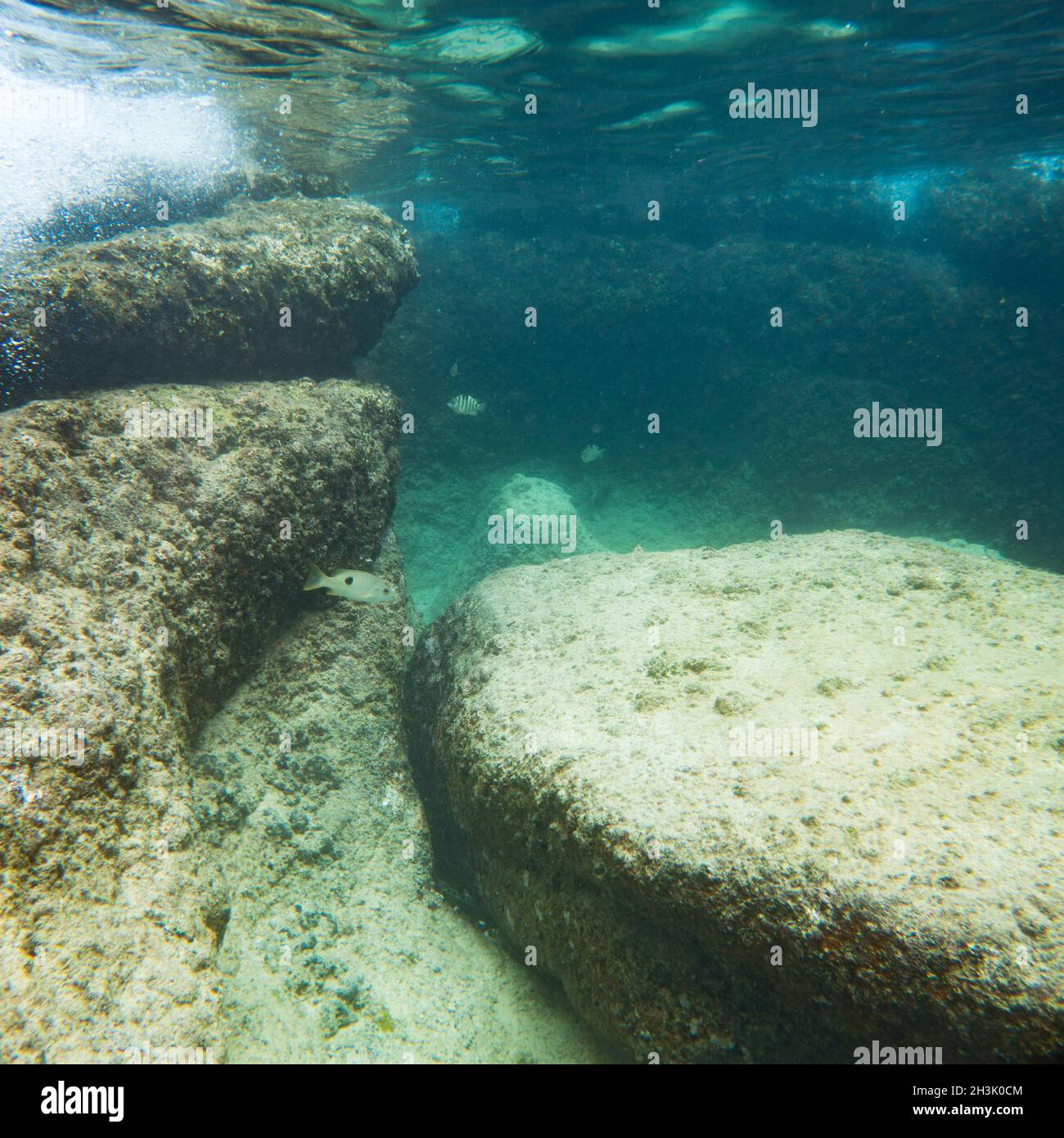 Beautiful underwater landscape ocean hi-res stock photography and ...