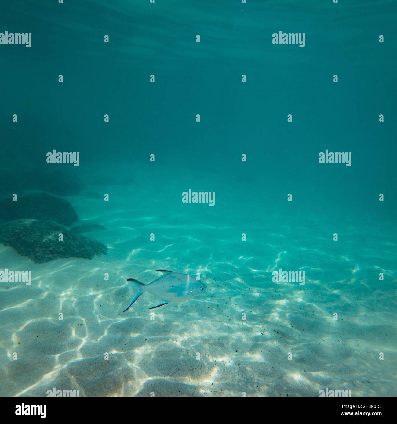 Beautiful underwater view sea hi-res stock photography and images - Alamy