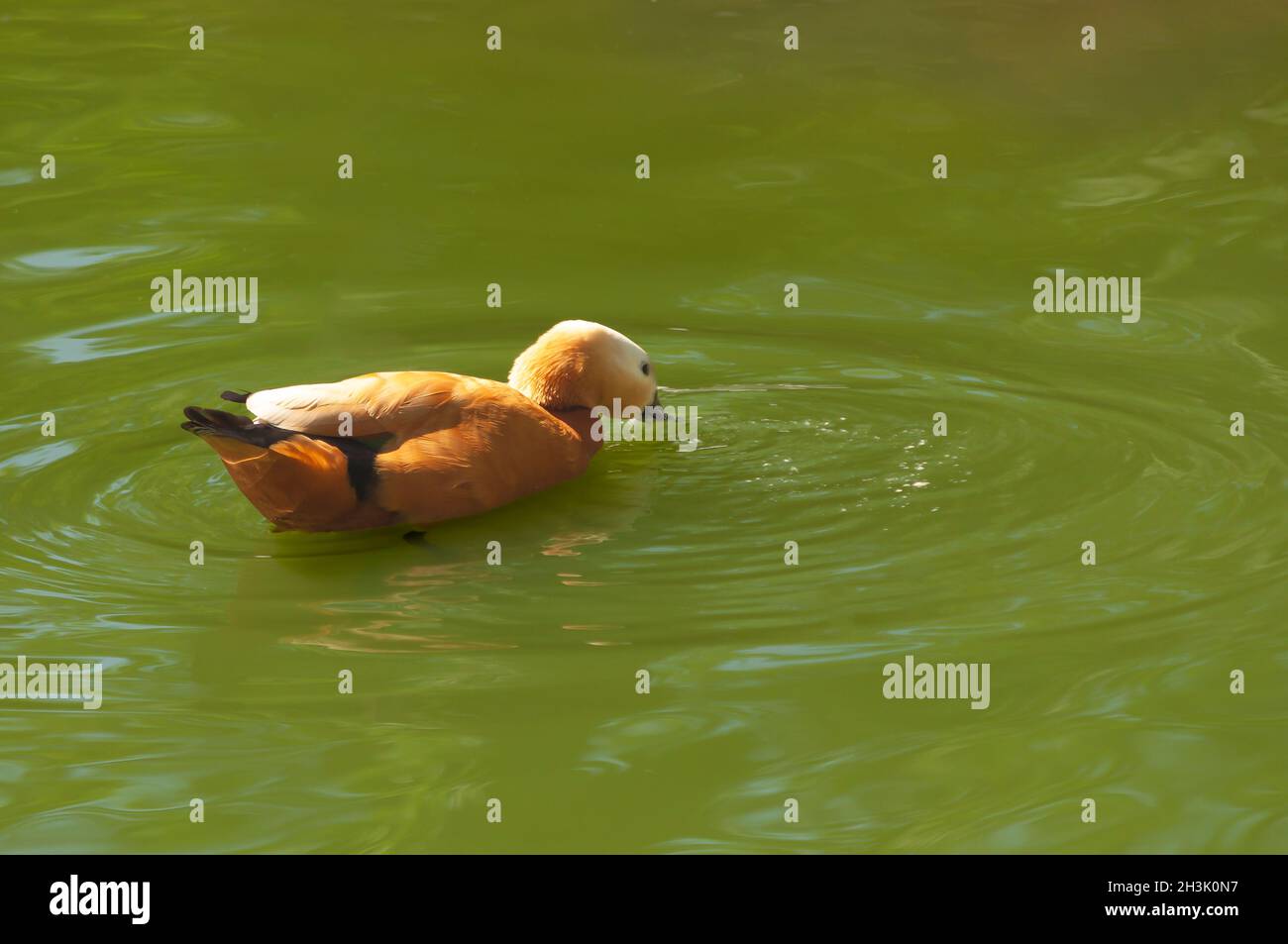 Red duck Tadorna ferruginea swimming Stock Photo - Alamy