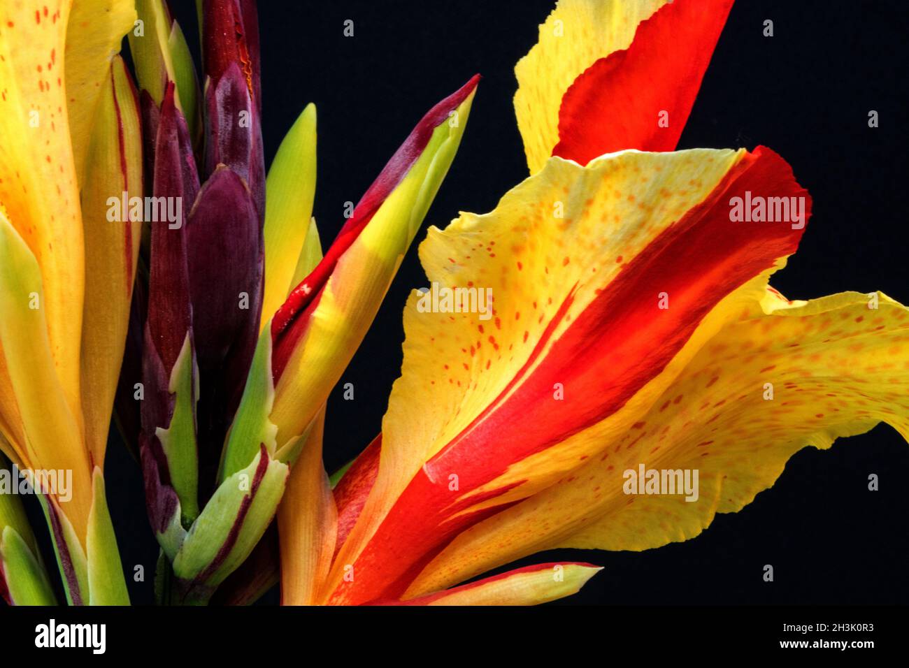 Rhizome canna hi-res stock photography and images - Alamy