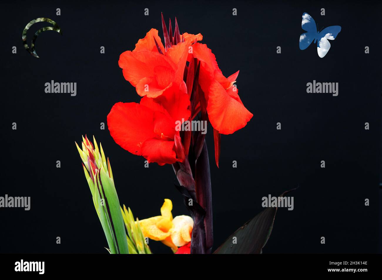 Red flower with butterfly Stock Photo - Alamy
