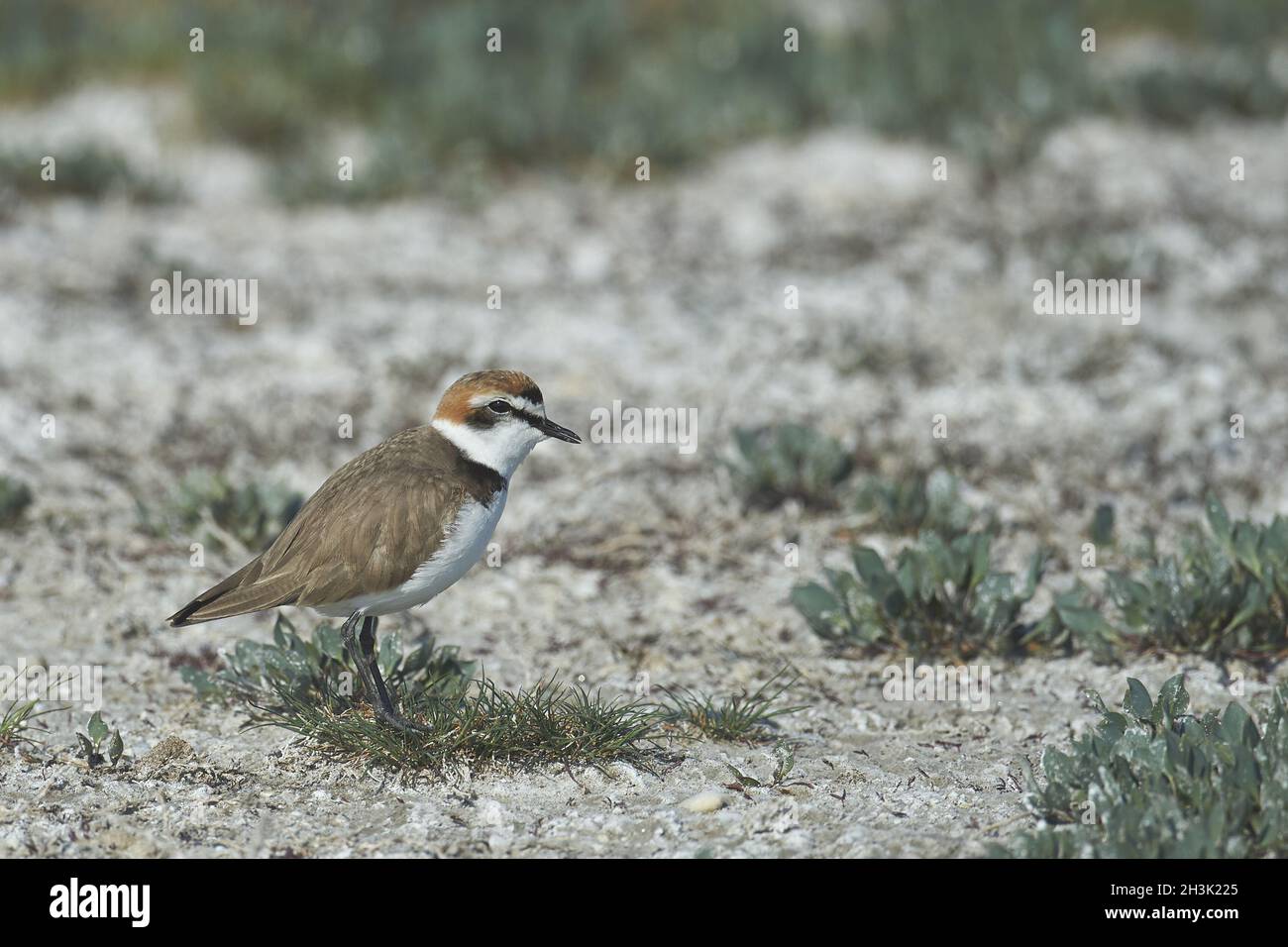 Common Ringed Plover Stock Photo - Alamy