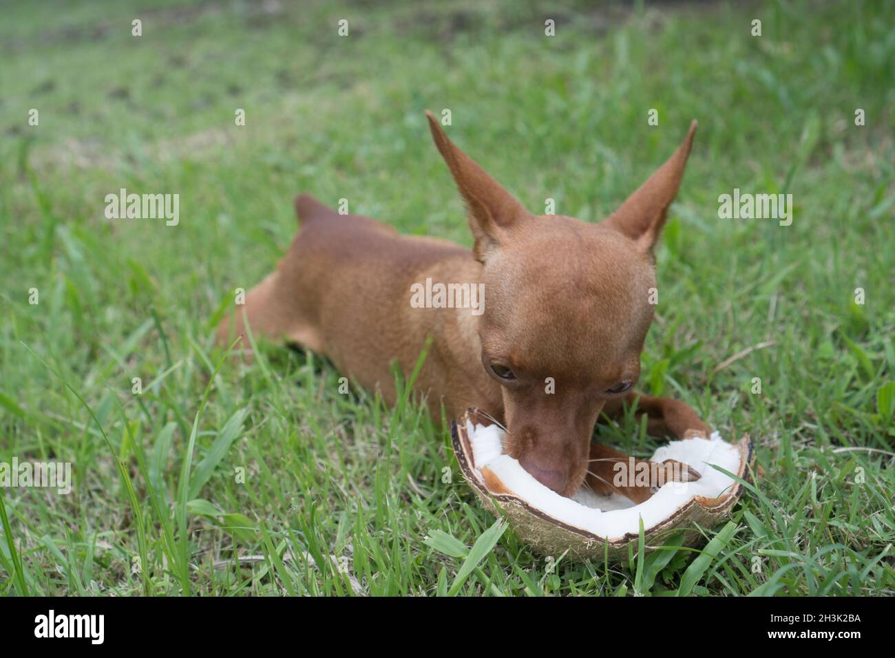 Cute ginger little dog with coconut Stock Photo - Alamy