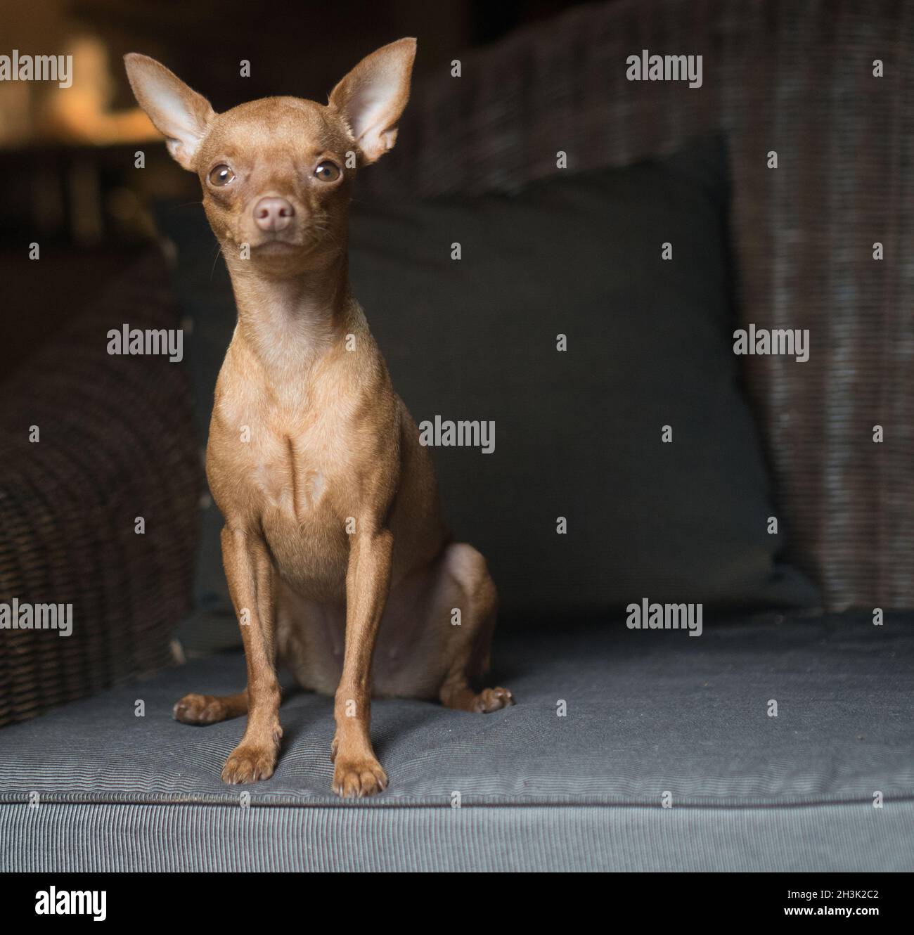 Cute mini pinscher dog Stock Photo - Alamy