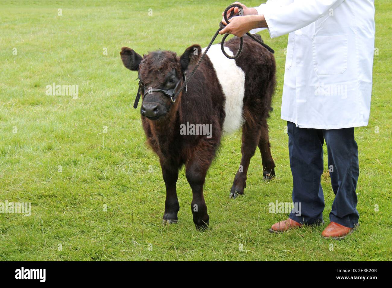 Miniature Belted Galloway Cattle