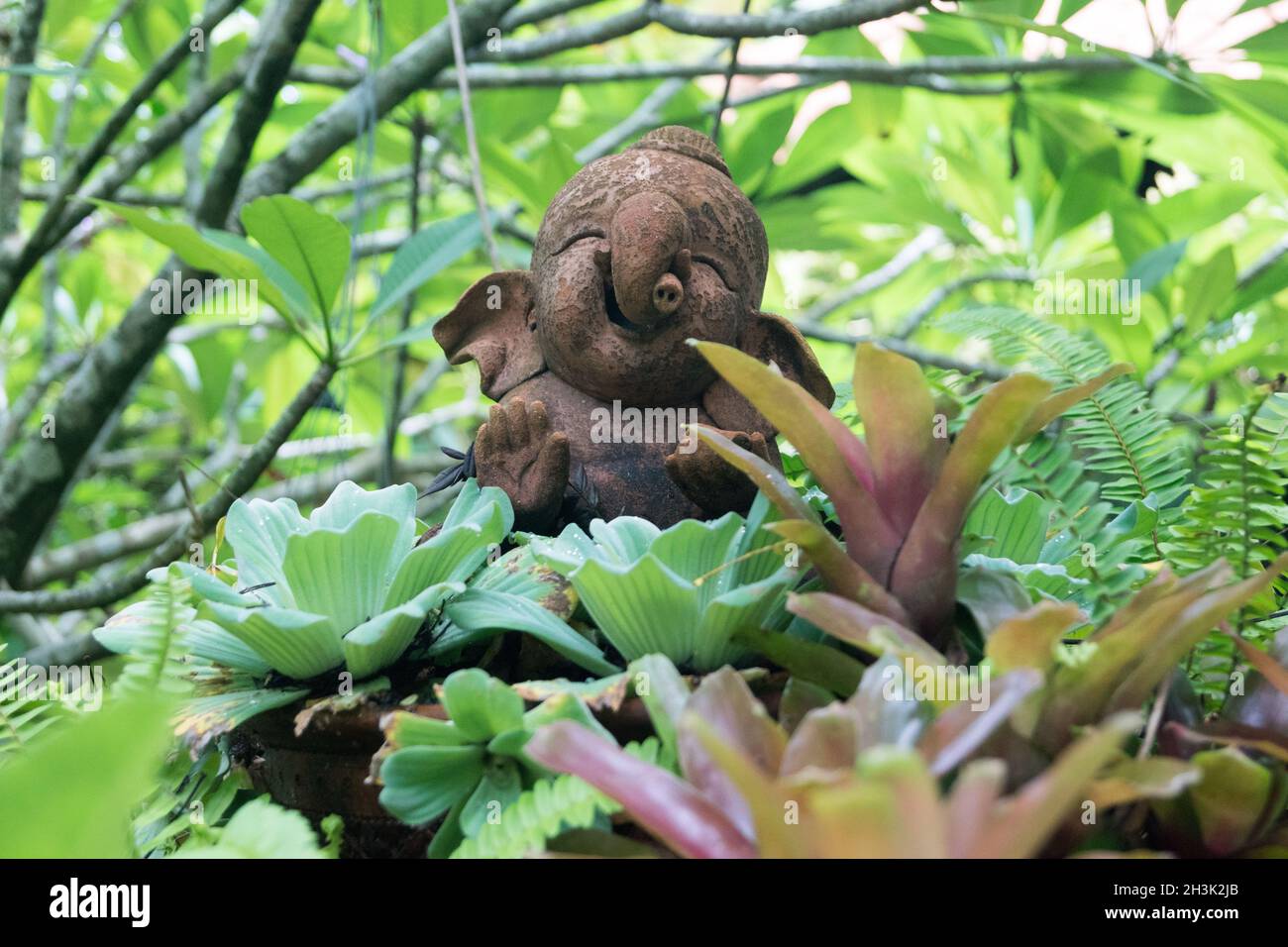 Elephant lotus hi-res stock photography and images - Alamy