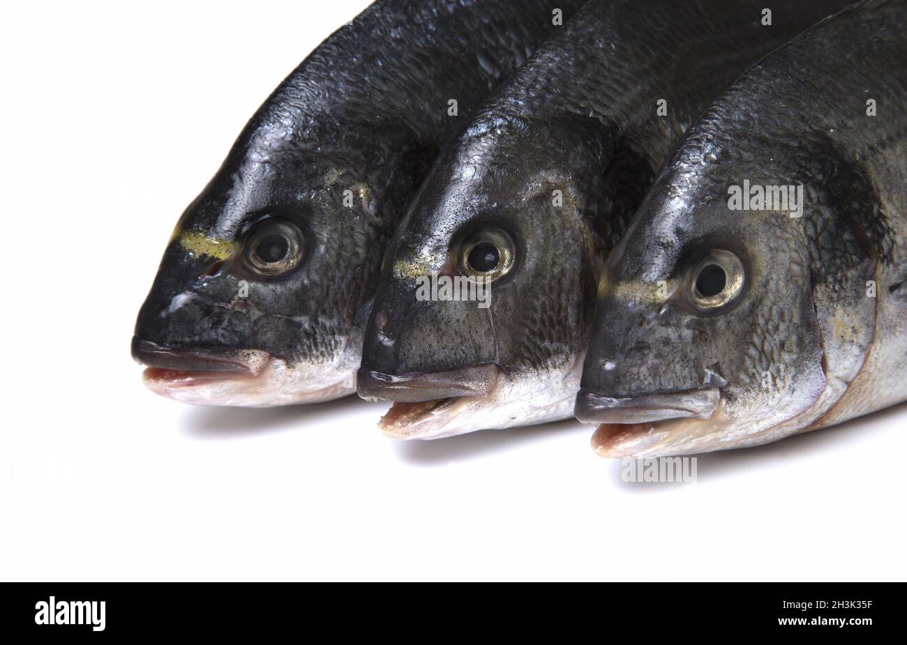 Raw dorado fish on white background. Close up view Stock Photo - Alamy