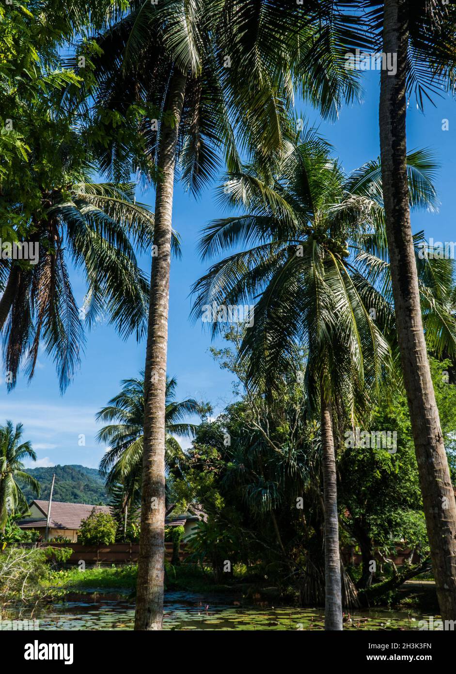 Palm trees with small pond Stock Photo - Alamy