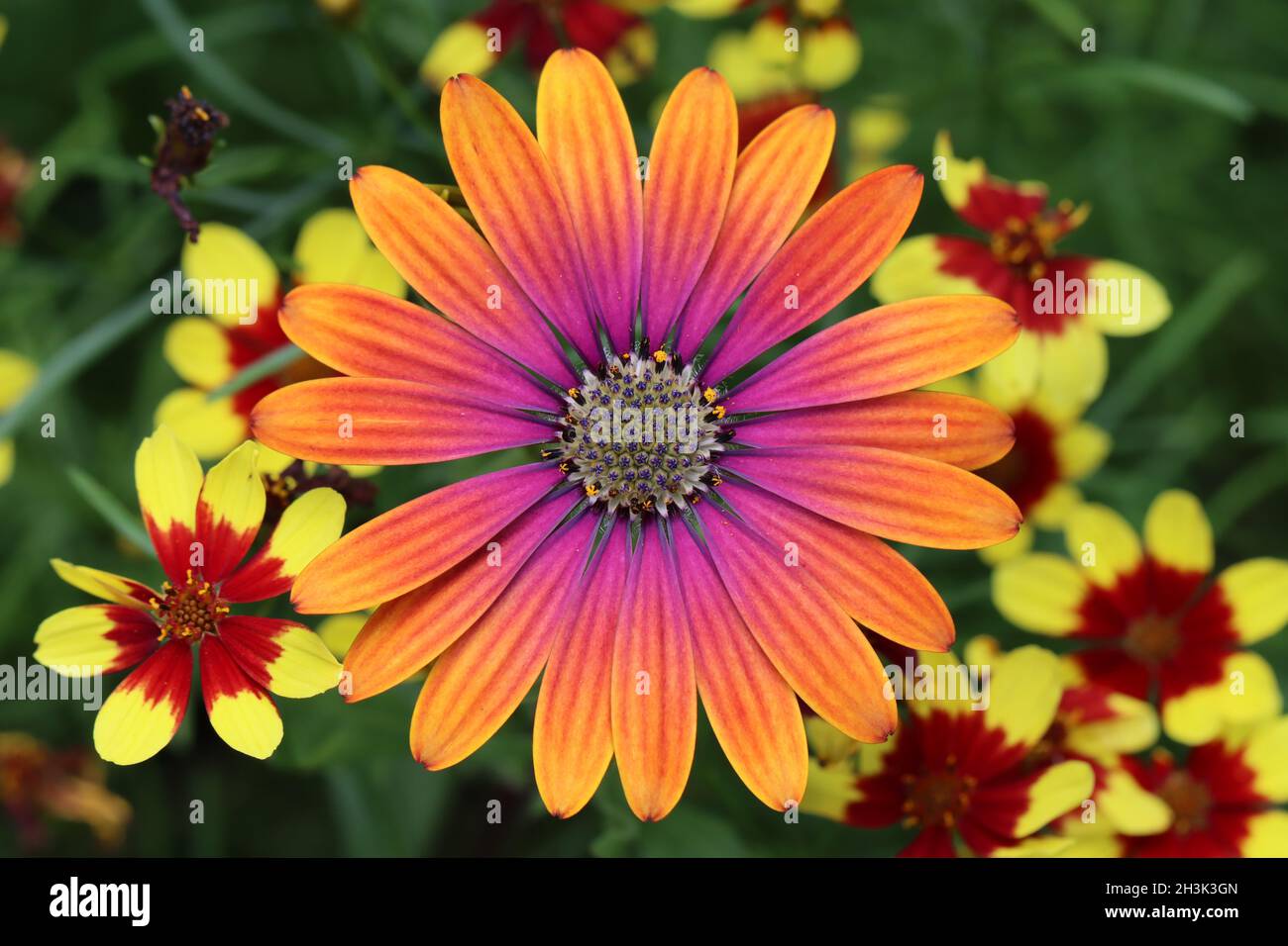 Osteospermum red hi-res stock photography and images - Alamy