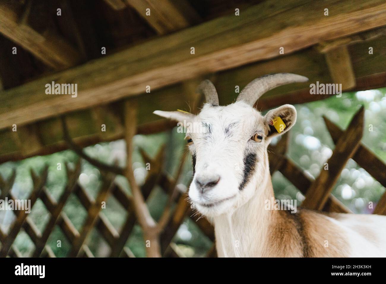 Closeup of the head of a goat on a farm Stock Photo - Alamy