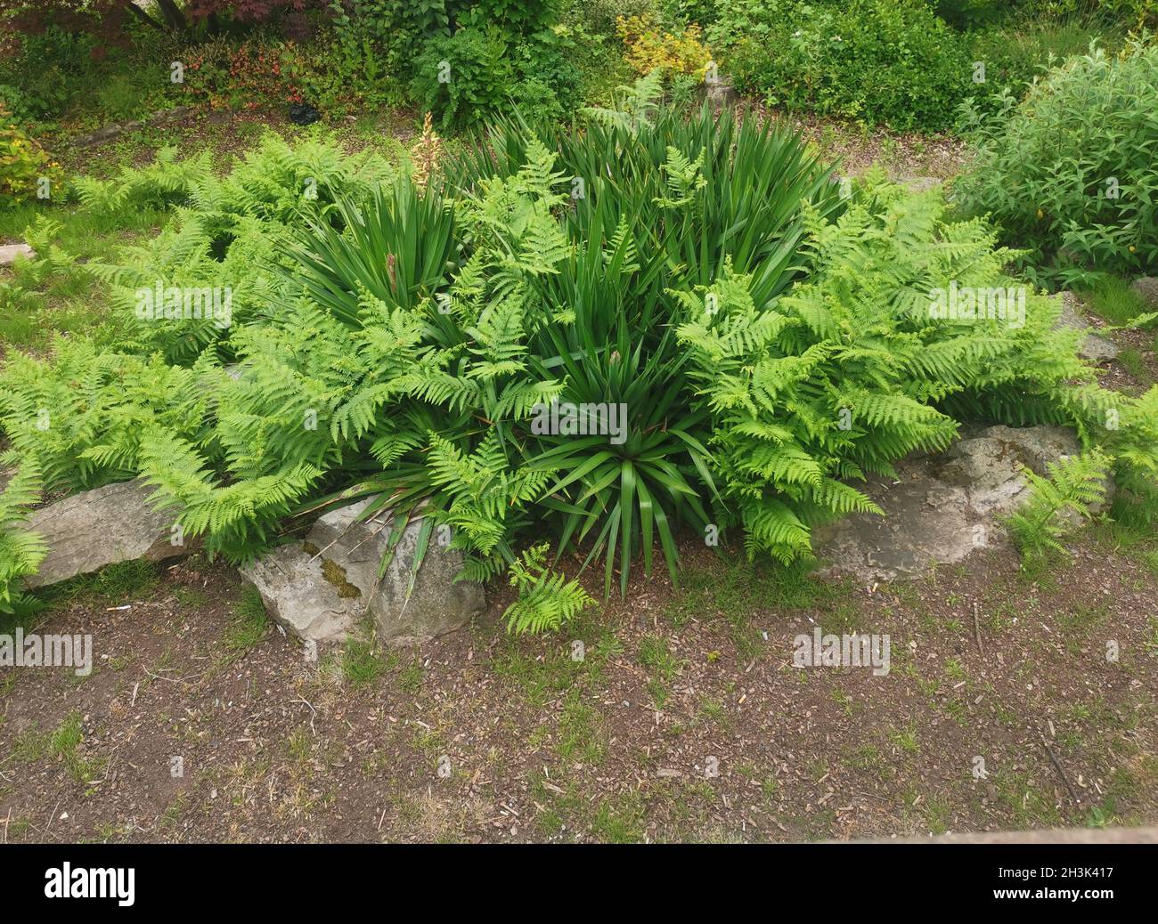 Charming foliage bed comprising ferns and spiky green leaves with copy ...