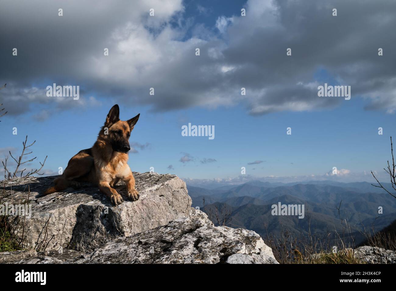 German shepherd dog travels in mountains. Dog lies on top of cliff with ...
