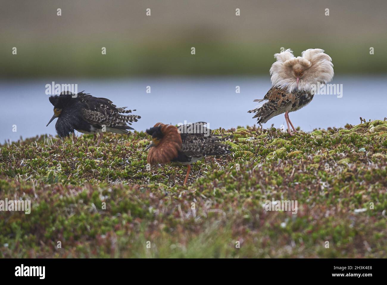 Ruff in hi-res stock photography and images - Alamy