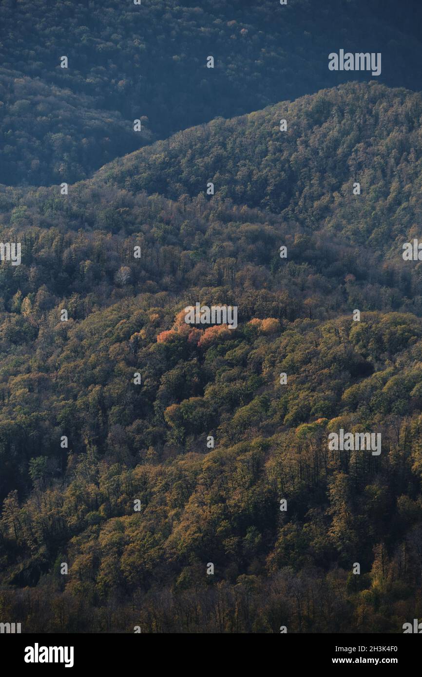 Orange and green trees in distance. Birds eye view of autumn yellow ...