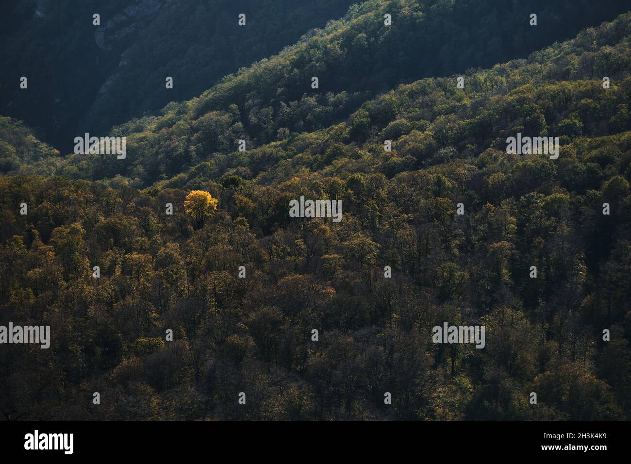 Orange and green trees in distance. Birds eye view of autumn yellow ...