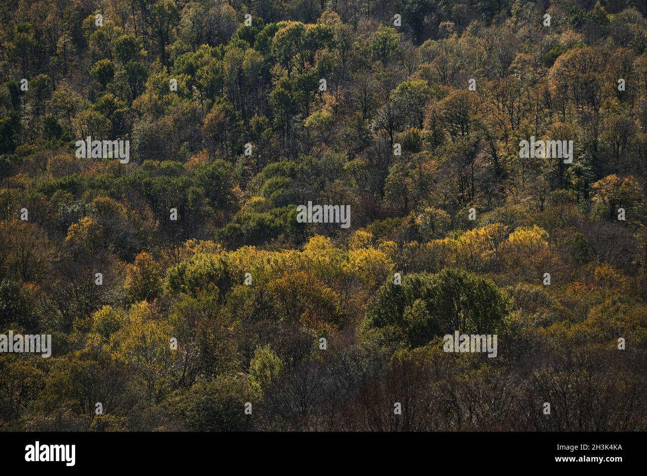 Orange and green trees in distance. Birds eye view of autumn yellow ...