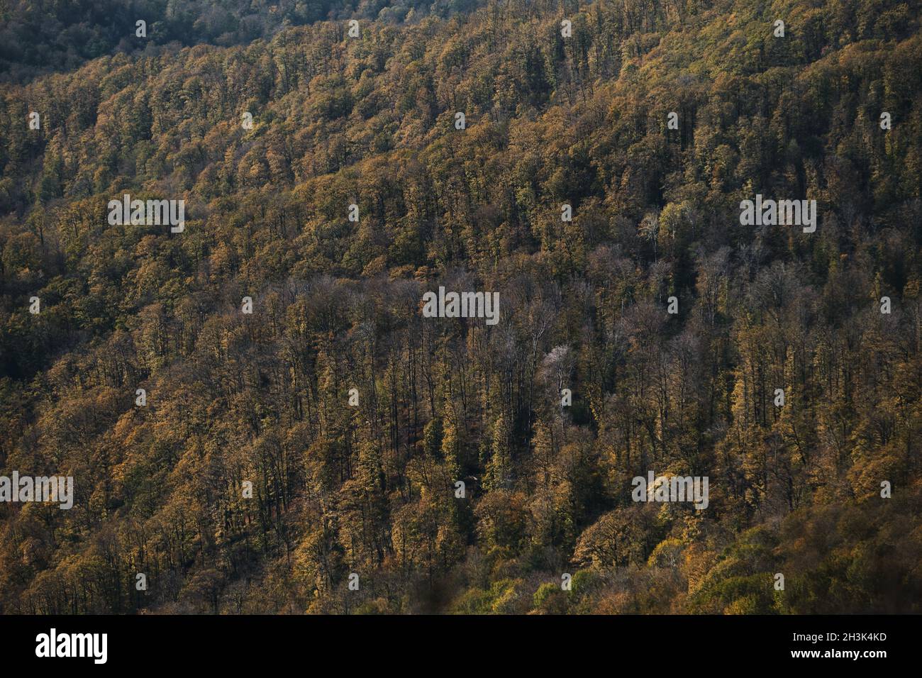 Orange and green trees in distance. Birds eye view of autumn yellow ...