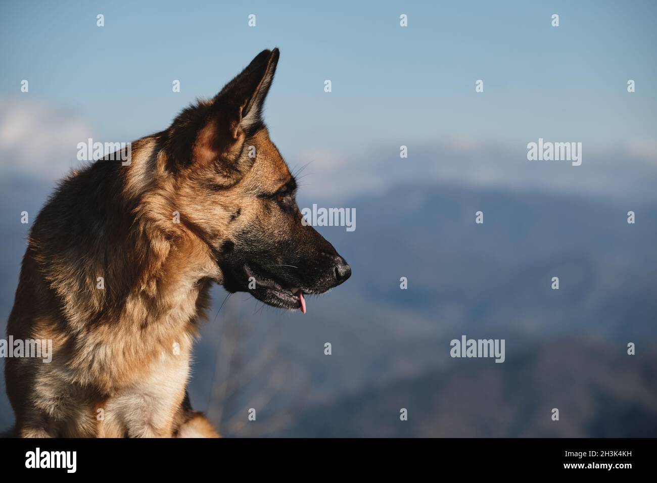German Shepherd travels in mountains in profile view. Dog against ...
