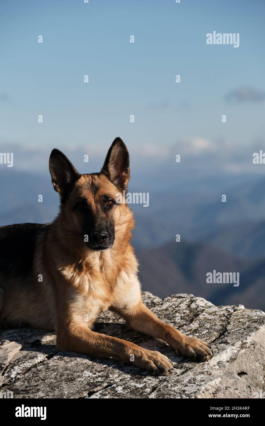 German shepherd on top mountain hi-res stock photography and images - Alamy