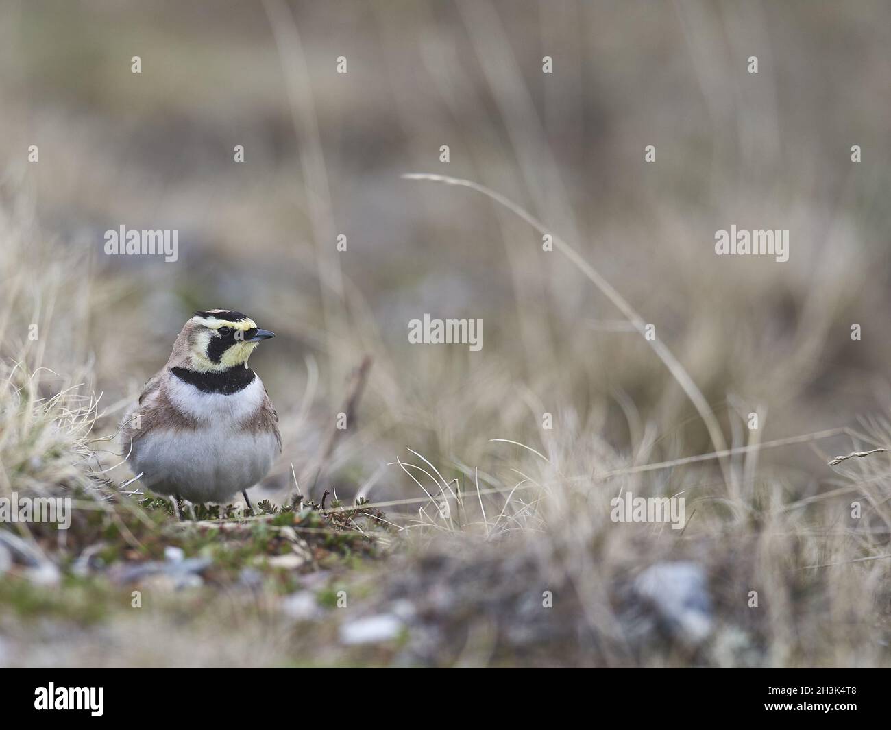 European lark hi-res stock photography and images - Alamy