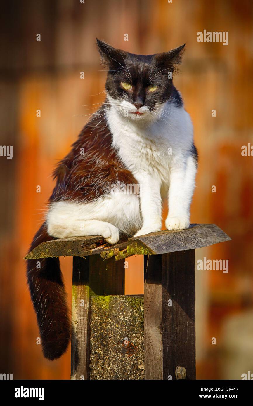 Black and white cat hi-res stock photography and images - Alamy