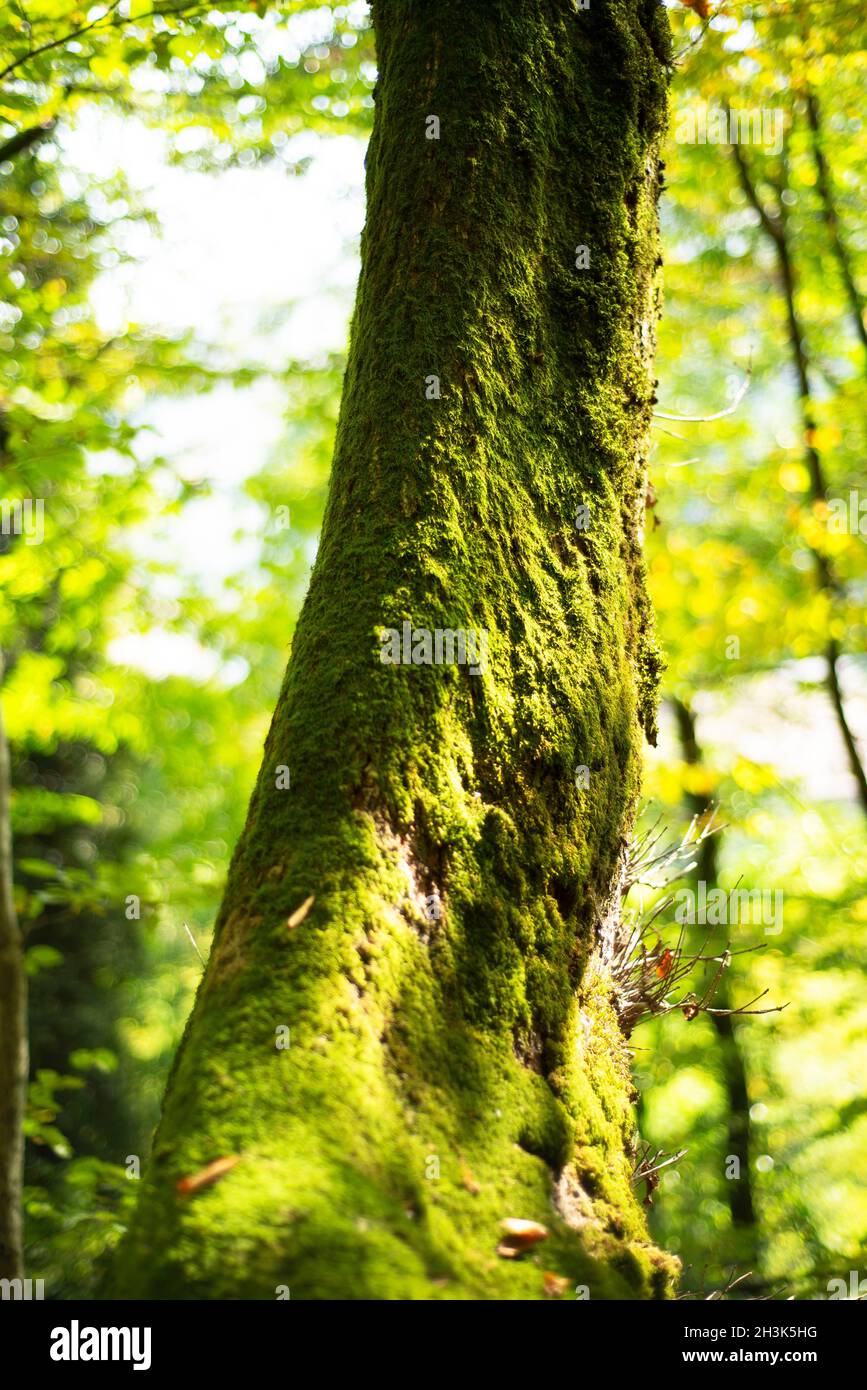 Moss on the bark of a tree. Deciduous forest Stock Photo - Alamy