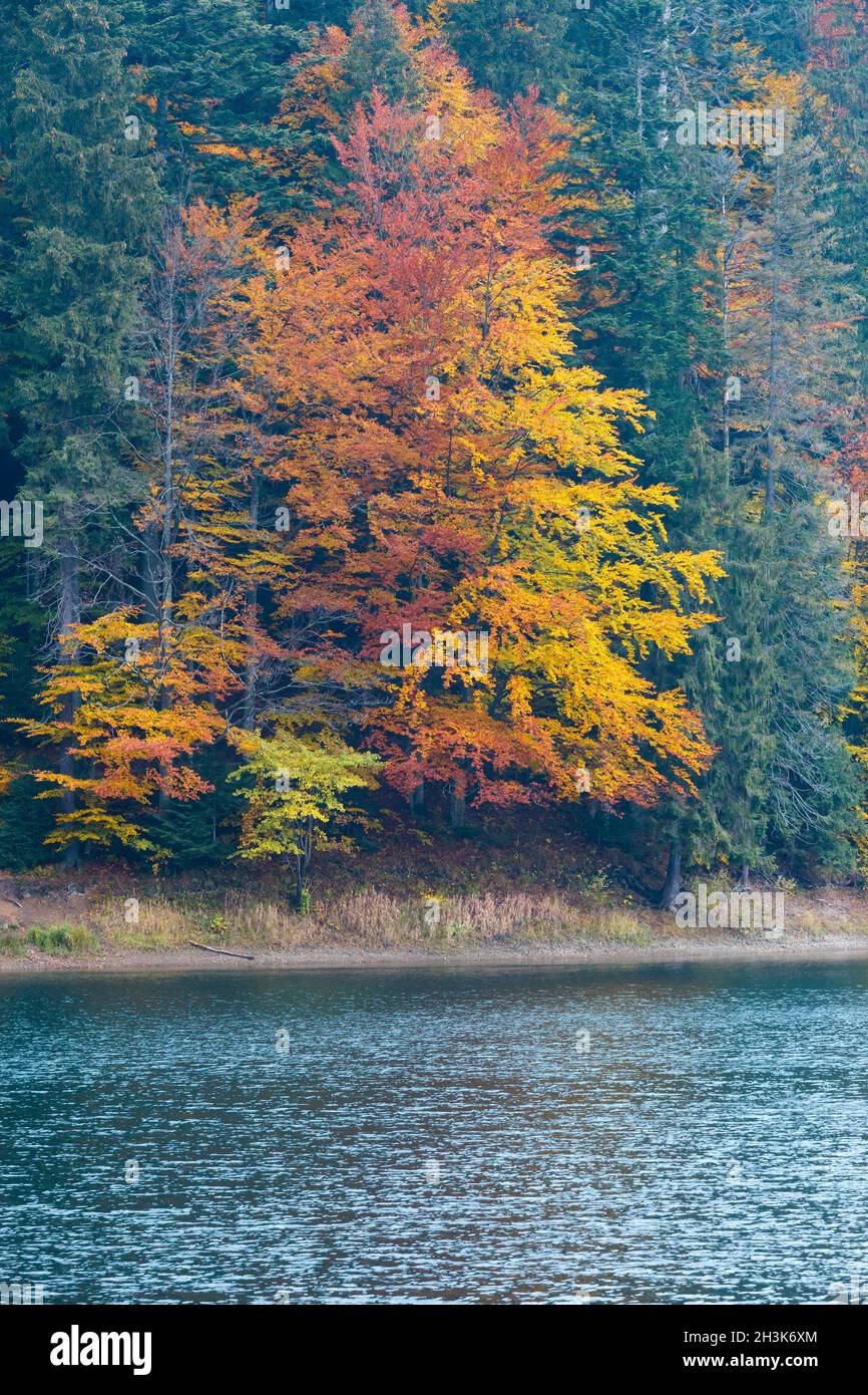 Synevyr national nature park hi-res stock photography and images - Alamy