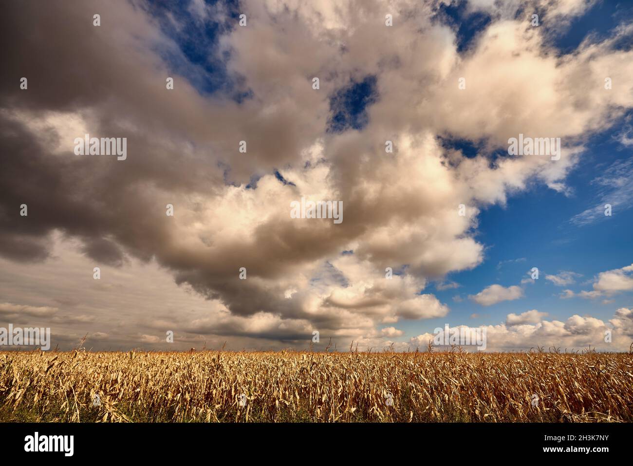 Stormy sky with clouds in the corn field Stock Photo - Alamy