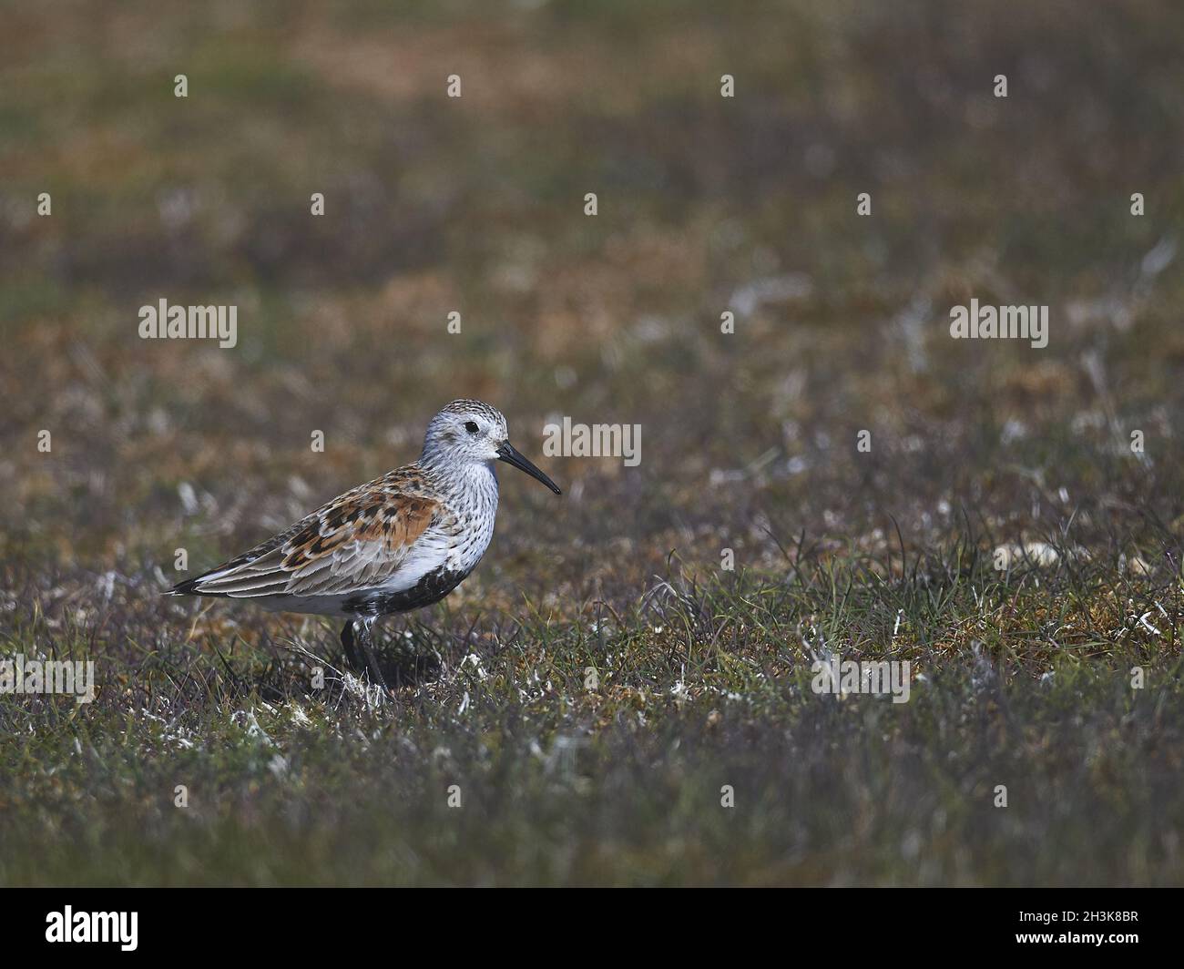Alpine sandpiper hi-res stock photography and images - Alamy