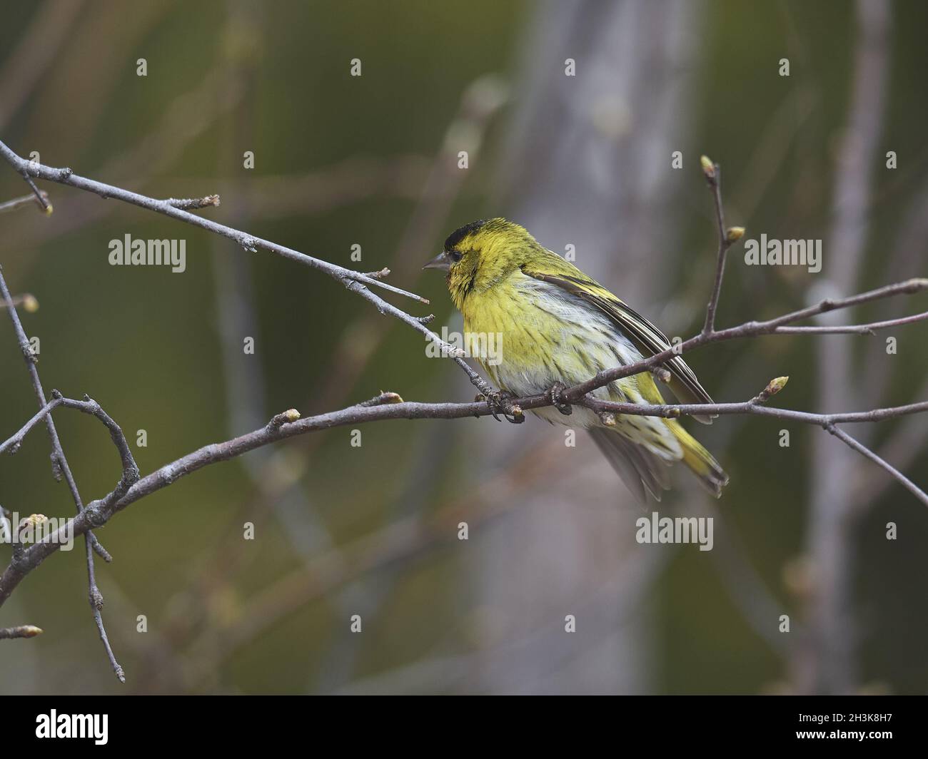 Siskin portrait hi-res stock photography and images - Alamy
