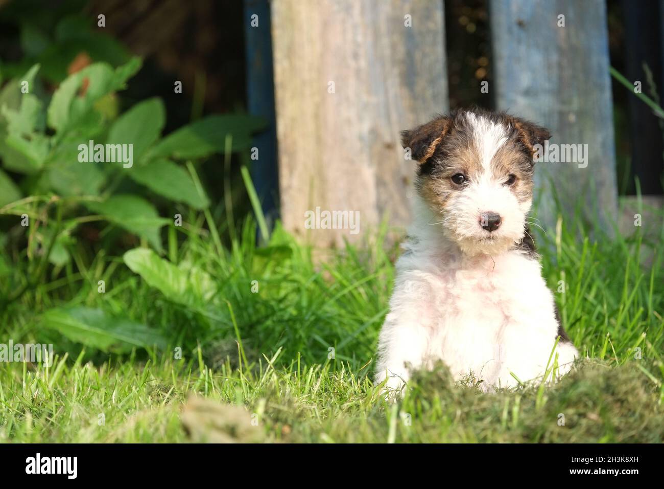 Fox TerriÃ«r puppy enjoying the sun in the grass Stock Photo - Alamy