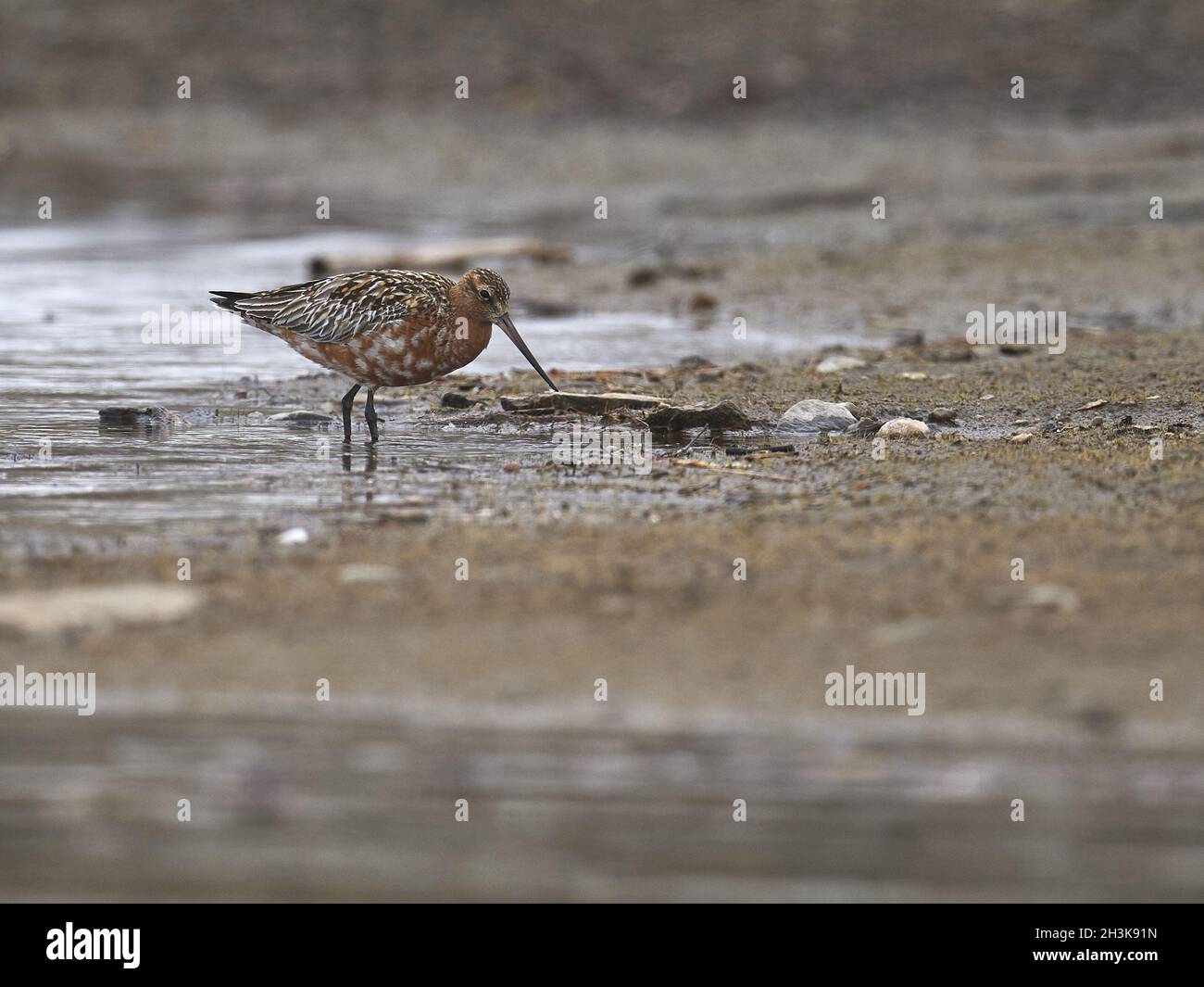 Bar tailed godwit bird hi-res stock photography and images - Alamy