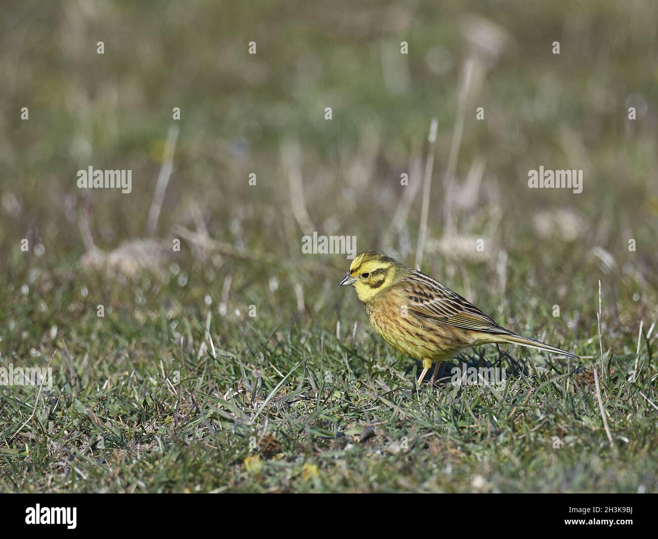 Yellowhammer song hi-res stock photography and images - Alamy