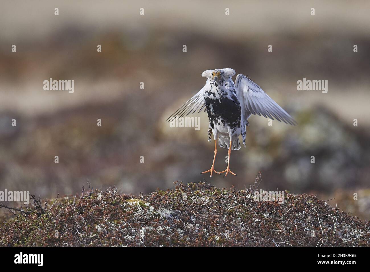 Ruff in breeding plumage hi-res stock photography and images - Alamy