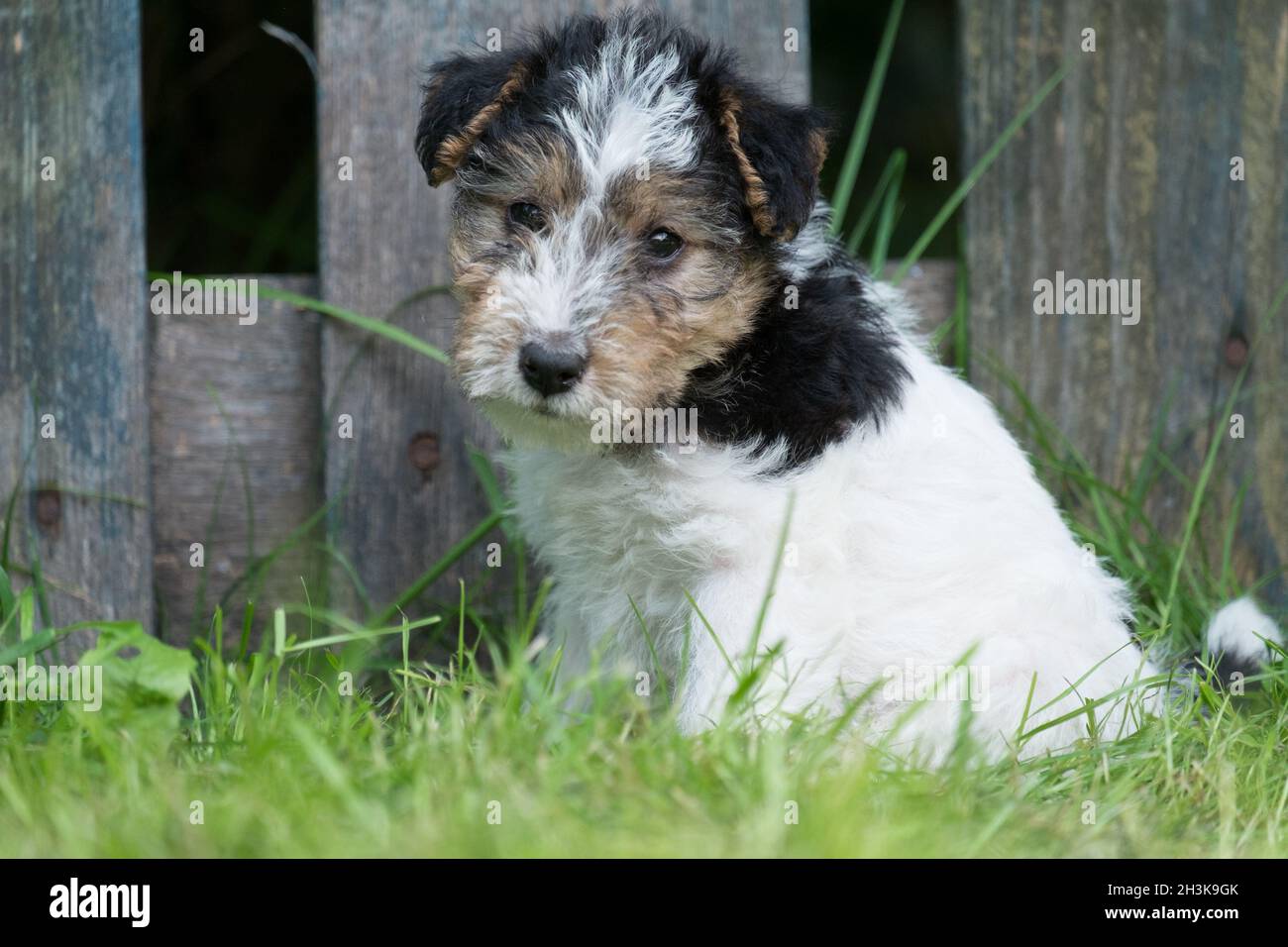 Fox terrier puppy portrait hi-res stock photography and images - Alamy