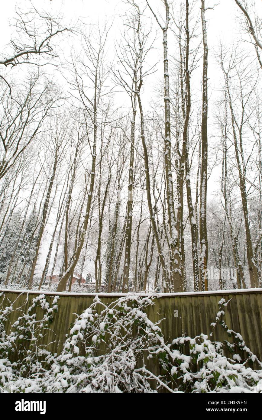 A beautiful winter snow scene in woods. tree lined pathway covered with ...