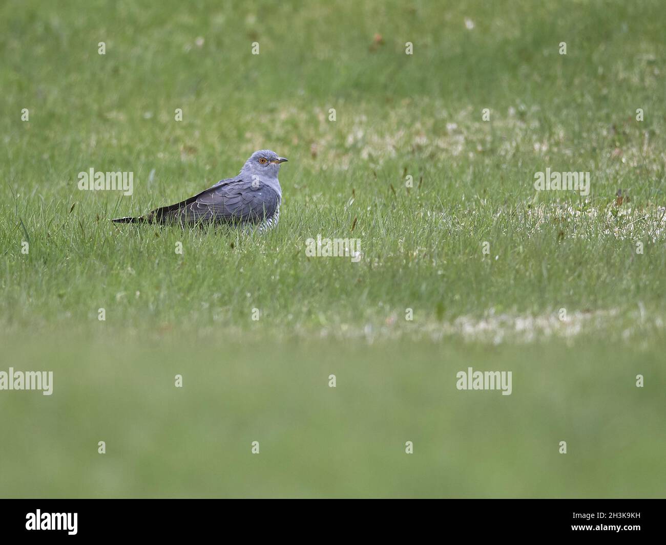 (common cuckoo, Cuculus canorus Stock Photo - Alamy